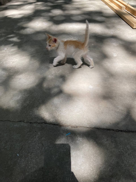 Котёнок / mushuk bolasi