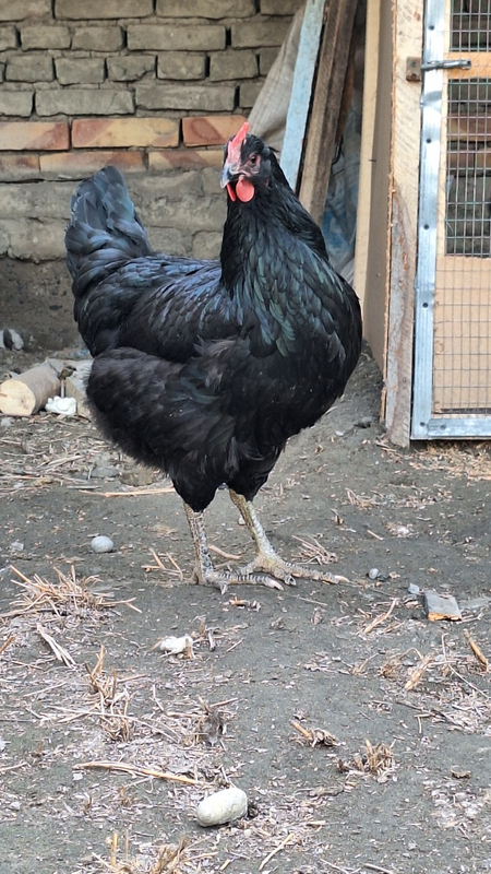 Gigant Qora shaxzoda