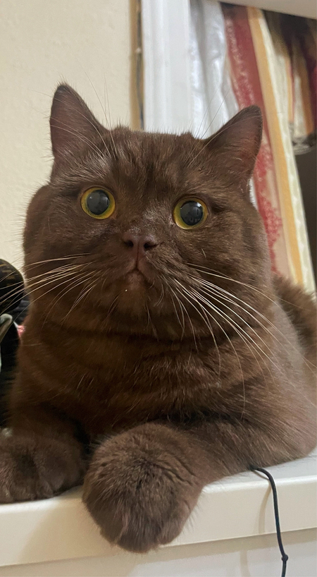 Скотиш страйт на взяку