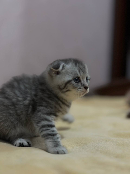 Мальчик и девочка котята золотистая шиншилла табби страйт и фолд