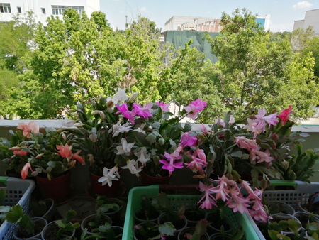 Продается яркая шлюмбергера (декабрист)