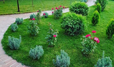 Gazon yotqizish va landshaft va gul kocatlari hamda daraxt ekish va ke