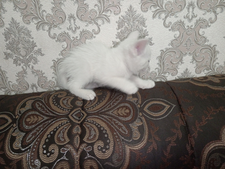 Продаю породистых котяи