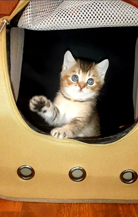 Вислоухий котёнок мальчик не дорого