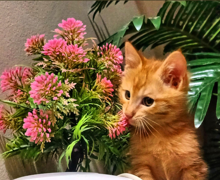 УСПЕЙТЕ забрать чудо котика!