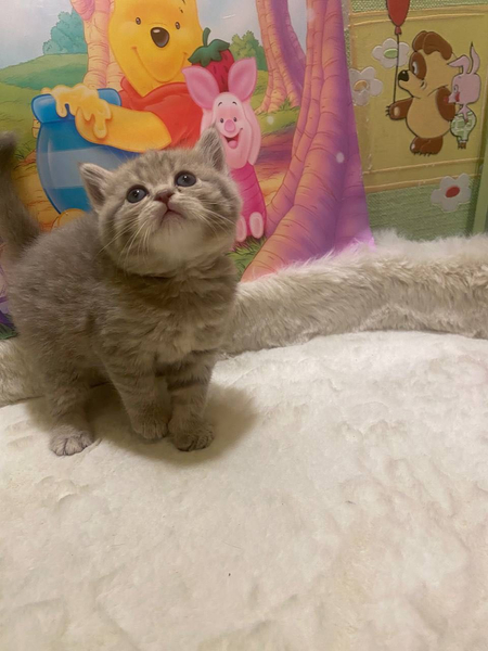 Продаю кошечку страйт