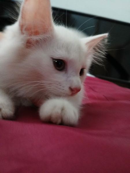 Mushuk 2yarim oylik o'g'il