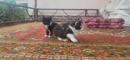 Отдам даром котята