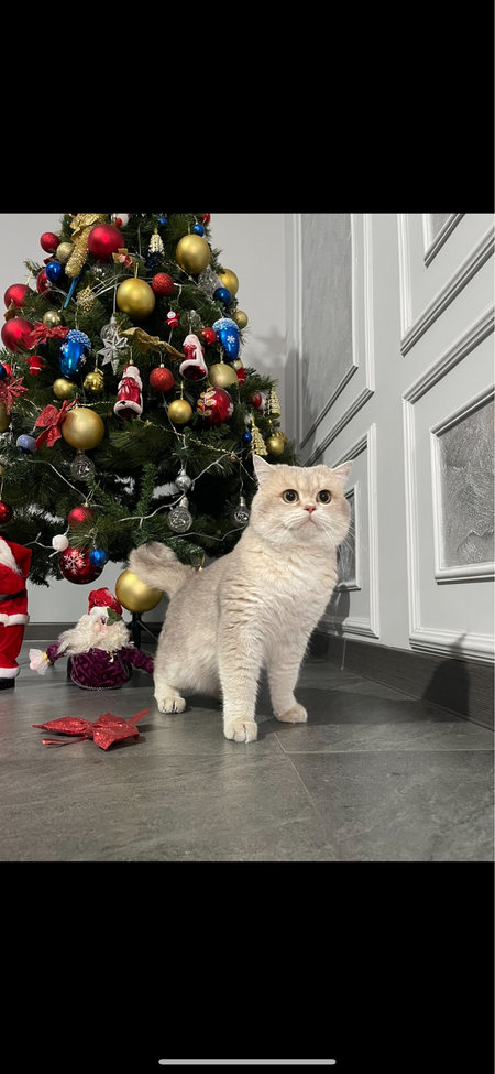 Продается котенок шиншилла