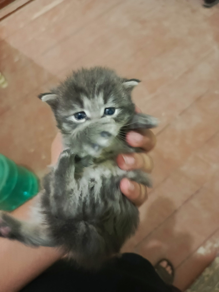 Вислоухие котята