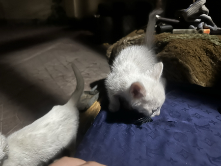 Котята белые