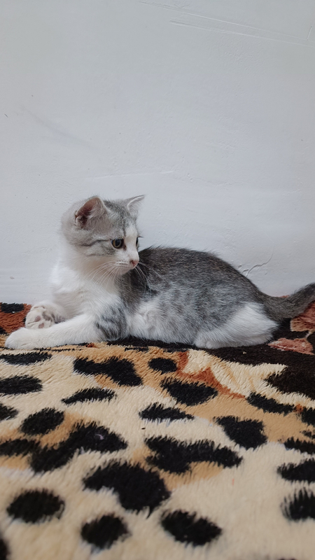 Mushuk bolari Fold gibrit