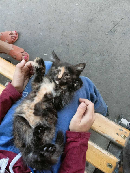 Котенок 1 месяц пушистый девочка