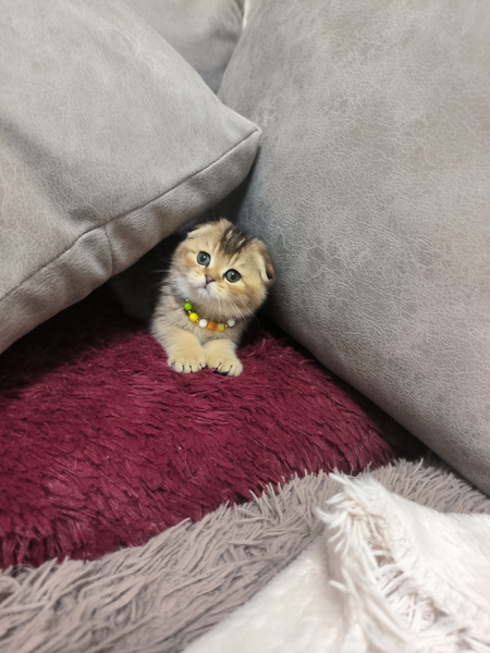 Шикарные чистокровные котята
