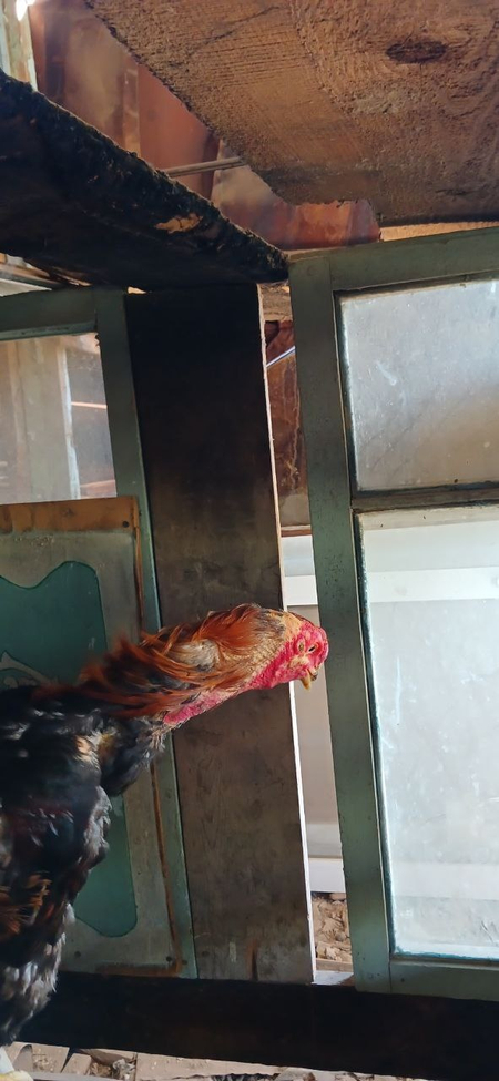 Dakan xoroz sotladi