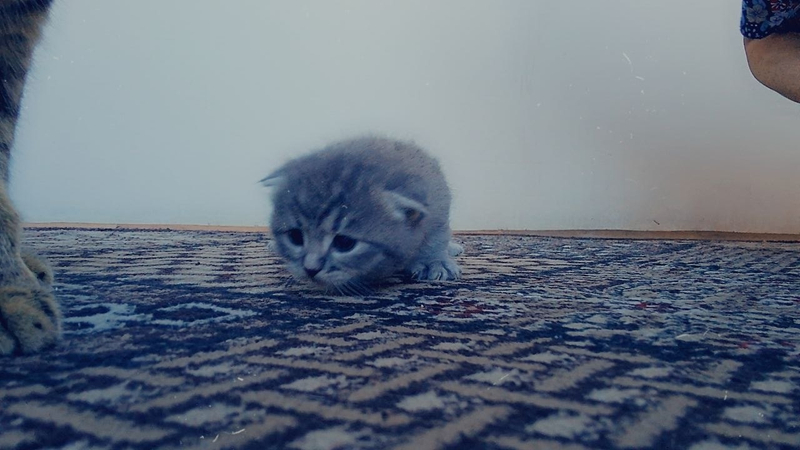 СКОТТИШ ФОЛД мушуклари