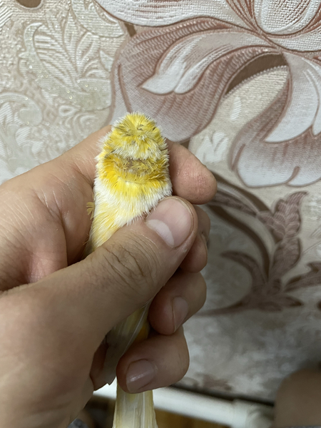 Модала сотилади 3-4 та бор