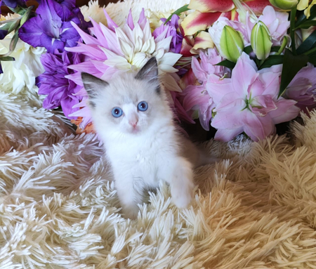 Продаётся котёнка Рэгдолл Ragdoll