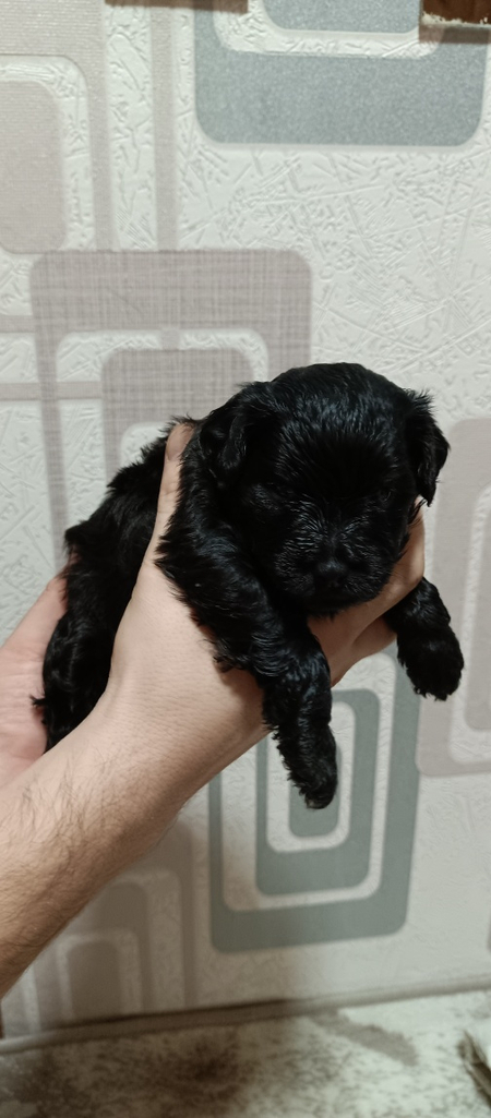 Продам Щинят в хорошие руки