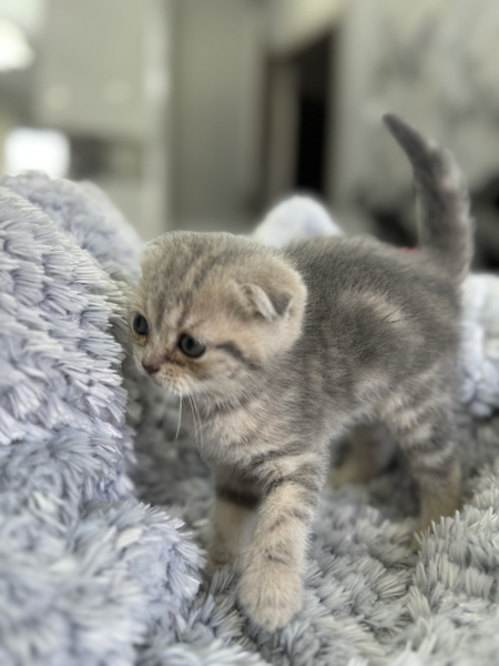Скотиш фолд