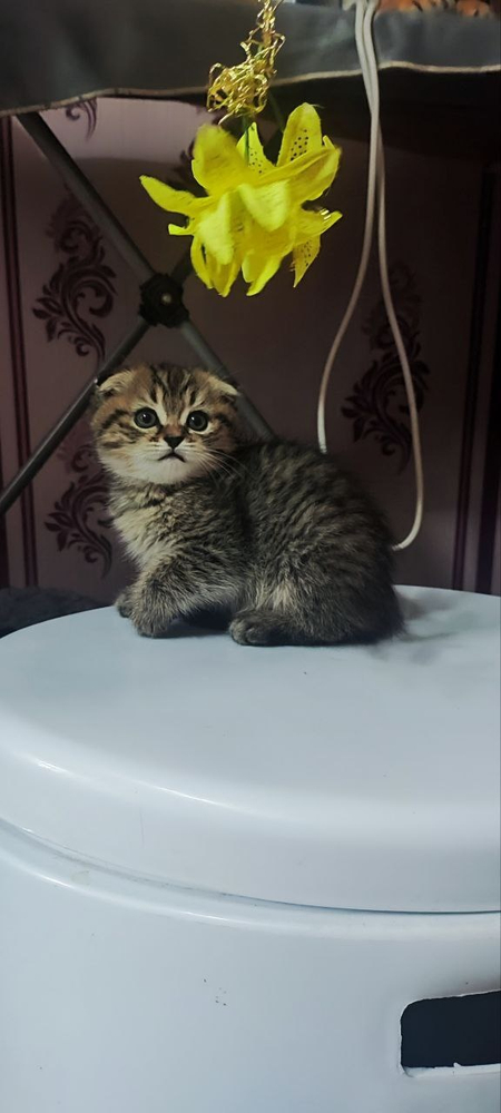 Шотландские котята Фолд и страйт