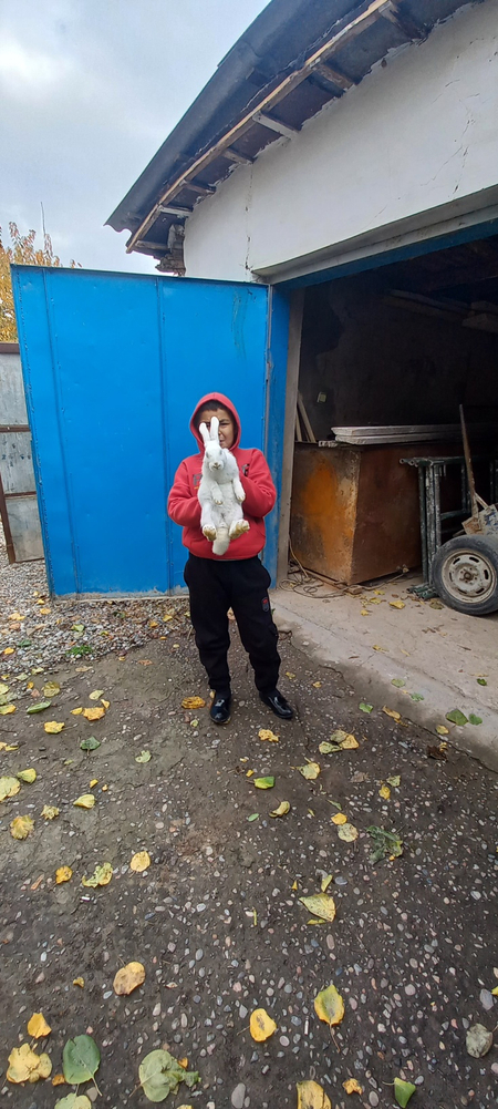 Прадаеу крольчиху и кролика породы:Великан кролики чистые
