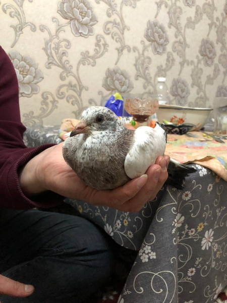 Голуби кабутар кафтар жувона