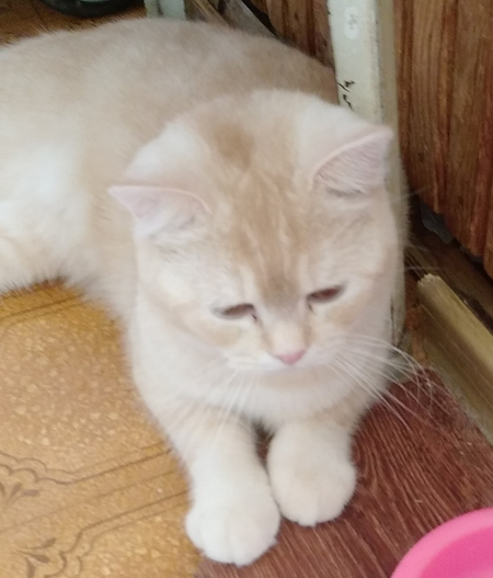 Шотландский котик мальчик 6 мес.