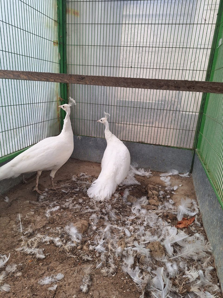 Продам 3х летний павлины оба девочка