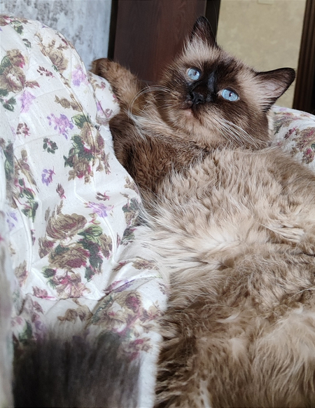 Вязка с опытным котом