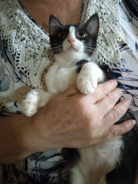 Отдам котёнка в добрые руки