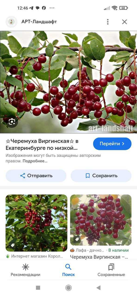 Продается Черемуха 1.5 метра