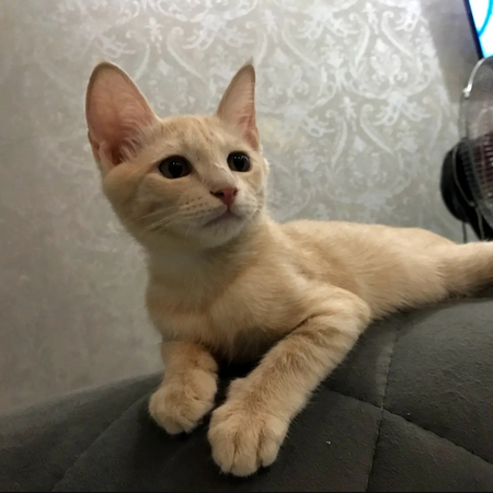 Котенок Мальчик светло-рыжий