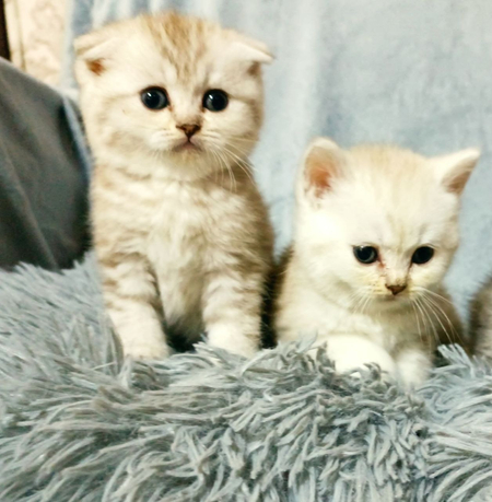 Серебристая шиншилла котята