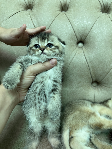 Scottish fold qiz bola