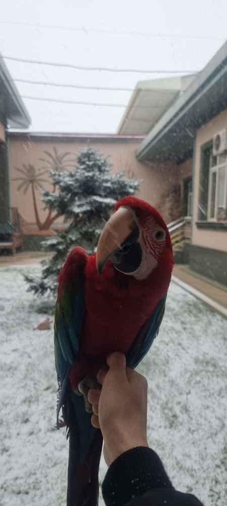 To’tiqush qizil ara popugay krasniy ara