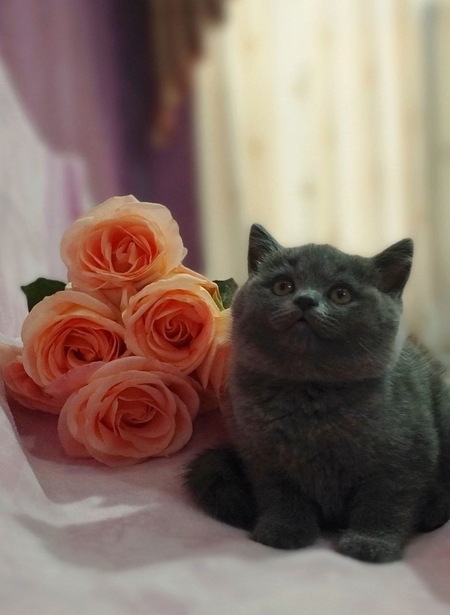 Кошка, пародистый кошки, скоттиш фолд, british blue, shinshila