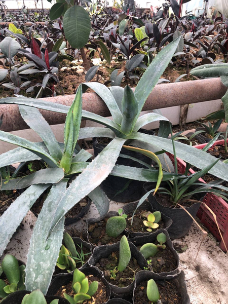 ALOE Agavalar bor xar xil 1-3 yilgacha