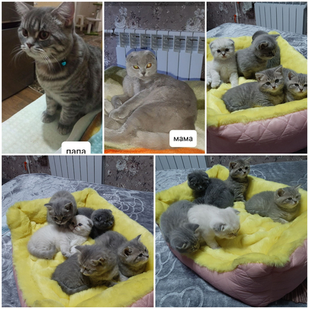Шотландские вислоухие