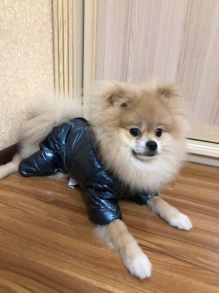 Одежда для собак (на заказ )