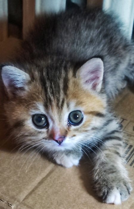 Скотиш страйт девочка