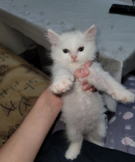Срочно продаются котята разные