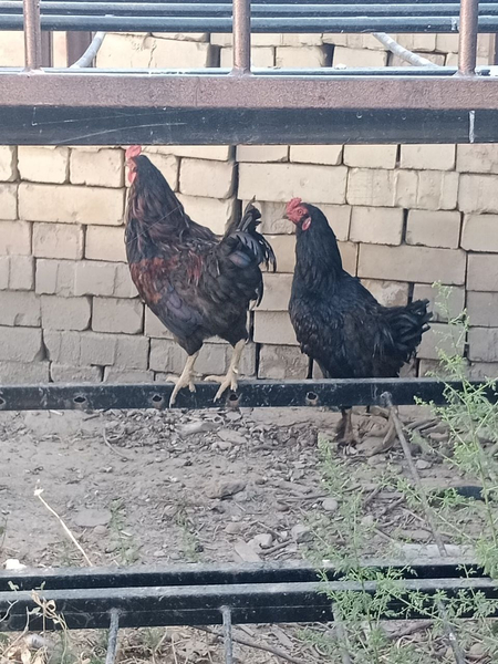 Продаётся  черный и курица  ветнамка!