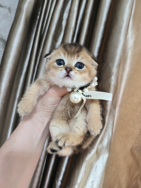Котята от правильной вязки