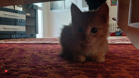 УСПЕЙТЕ забрать чудо котика!
