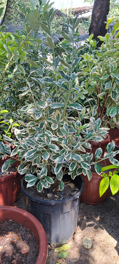 Euonymus Japonica Aurea Bravo