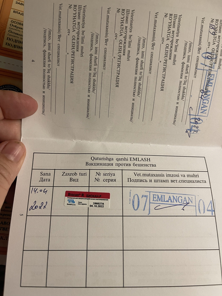 Собака немецкий боксер 5 лет