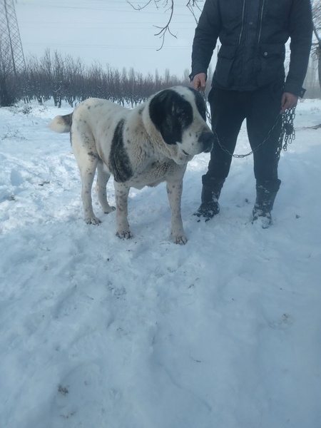 Алабай сотилади!!!
