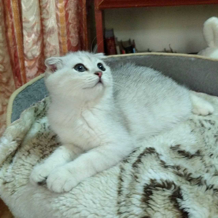 Продаетя котенок серебристая шиншилла.Девочка.