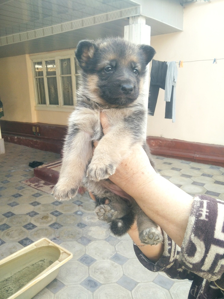 Немецкие овчарки